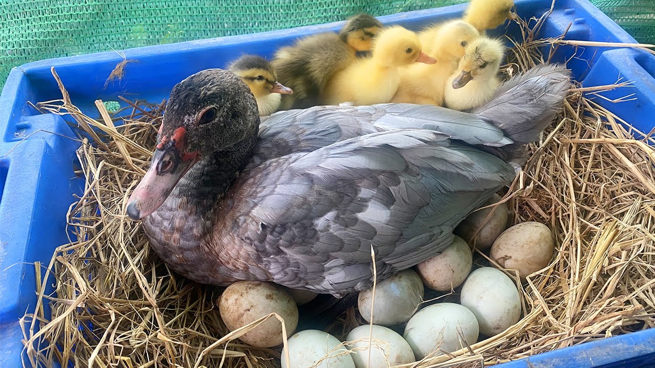 Duck Harvesting Eggs to New Duckling _ Cute Baby Duck Hatching From ...