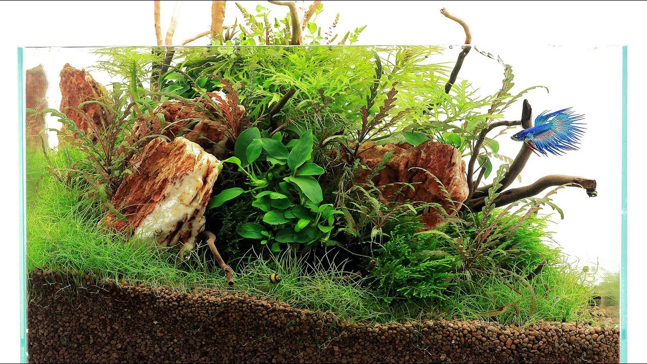 AQUASCAPING BEST OF VIVARIUM 🏆🏆🏆 - 25 TOP AQUASCAPES - YouTube