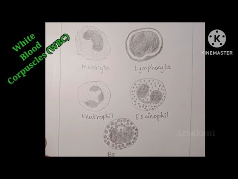 White blood Corpuscles (WBC) How to draw WBC @ArsaKani #biologydiagram ...