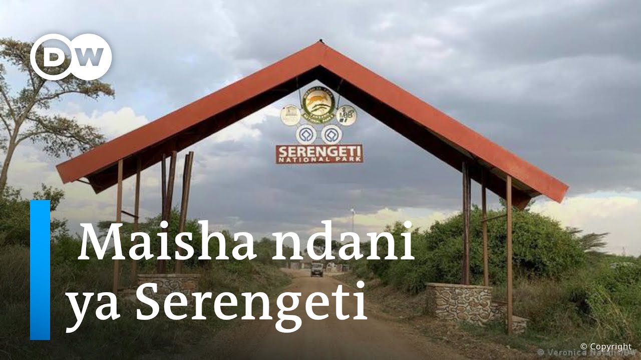 Maisha ndani ya msitu wa Serengeti - YouTube