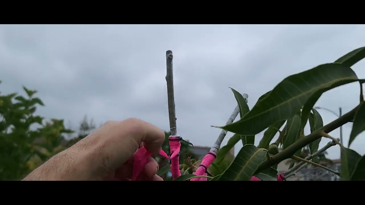 Mango Top work | Sugarloaf | M4 | Cotton Candy | ST Maui | Fruit Punch ...