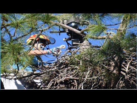 SWFL Eagles ~ CROW UPDATE On E17 & E18 💕 Given Clean Bill Of Health ...