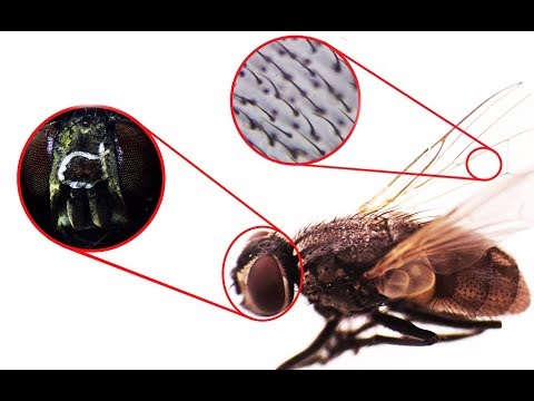 How Many Cells Are In A Housefly