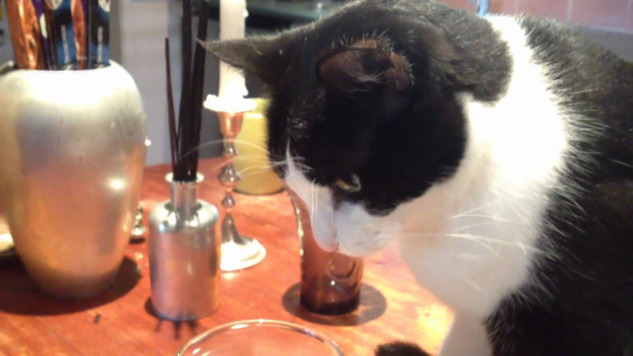 How To Make A Cat Sick YouTube how-to-make-a-cat-sick-youtube