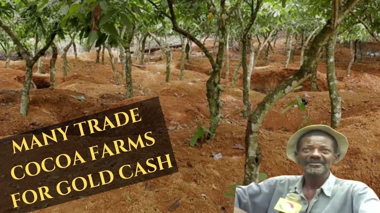 Why Cocoa Farmers Are Selling Out To Illegal Galamsey Gold Miners - YouTube