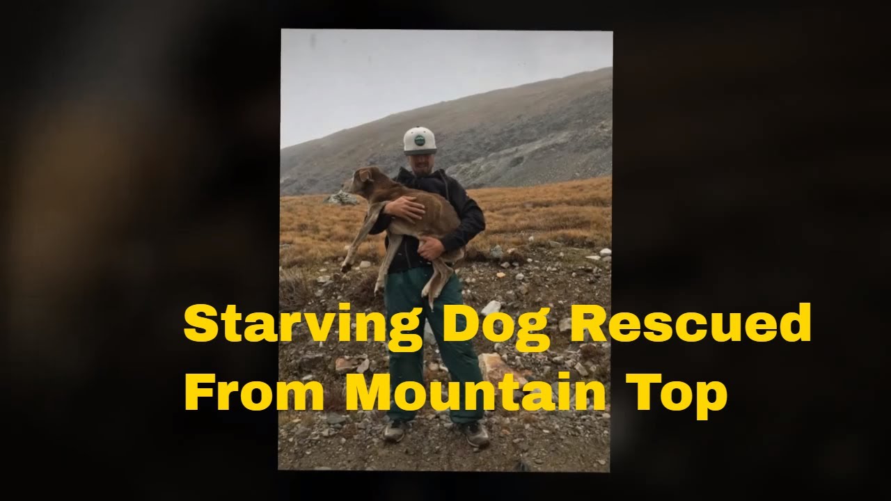 Dog Rescue : Dog Trapped, Starving For 6 Weeks Finally Rescued - YouTube