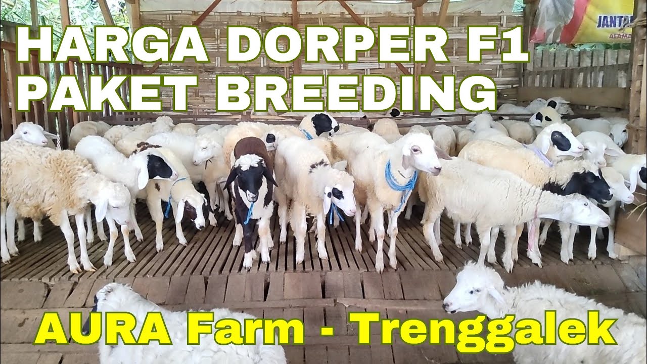HARGA DOMBA DORPER F1 PAKET BREEDING TERBARU di AURA FARM - YouTube