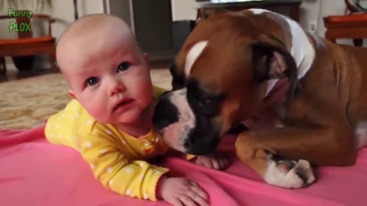 Today Show Video Of Dog Protecting Baby at Deborah Grant blog