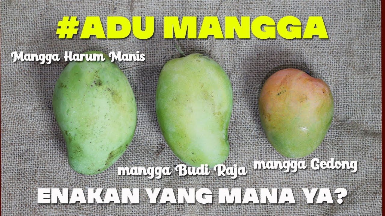 ADU RASA MANGGA HARUM MANIS vs MANGGA BUDI RAJA, MANGGA GEDONG ENAK ...