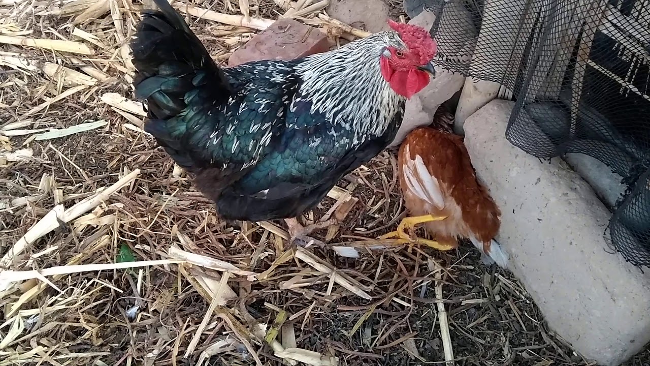 La gallina se hace la muerta para que el gallo no la pise🐓 - YouTube