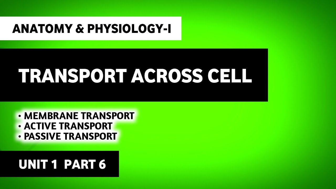 Transport Across Cell Membrane | Active Transport | Passive Transport ...