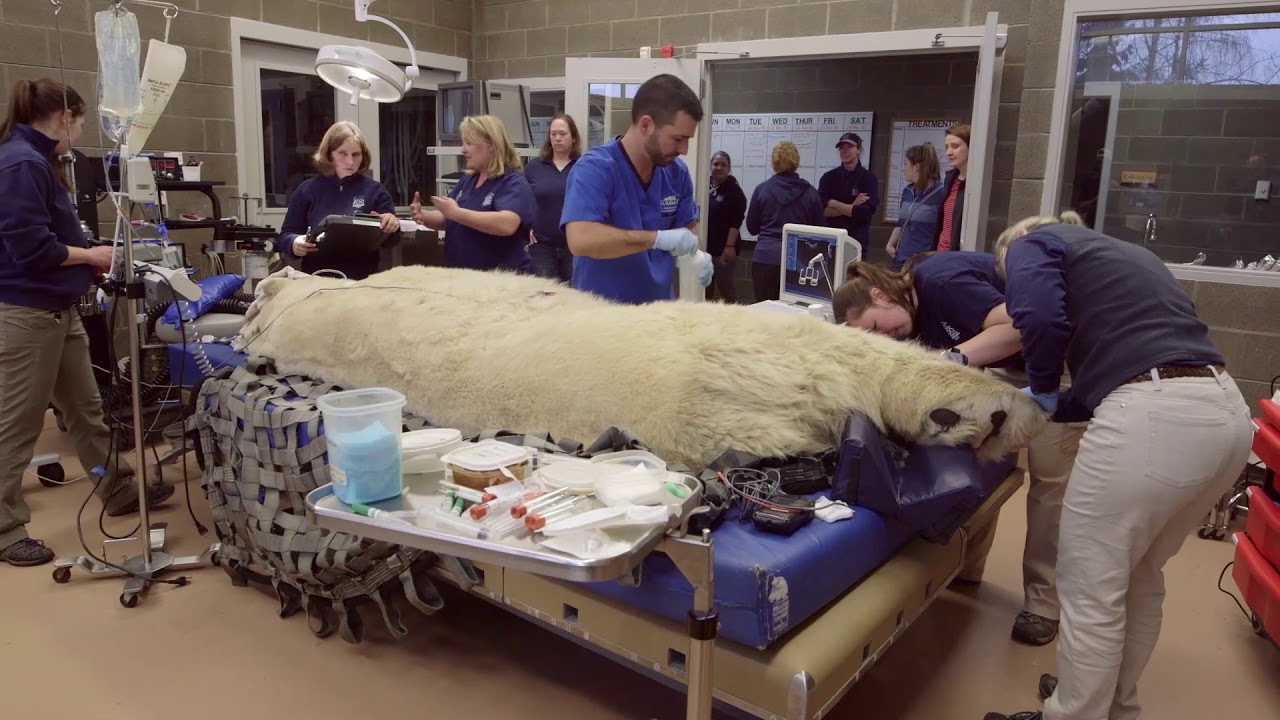 Polar Bear Blood Testing - YouTube