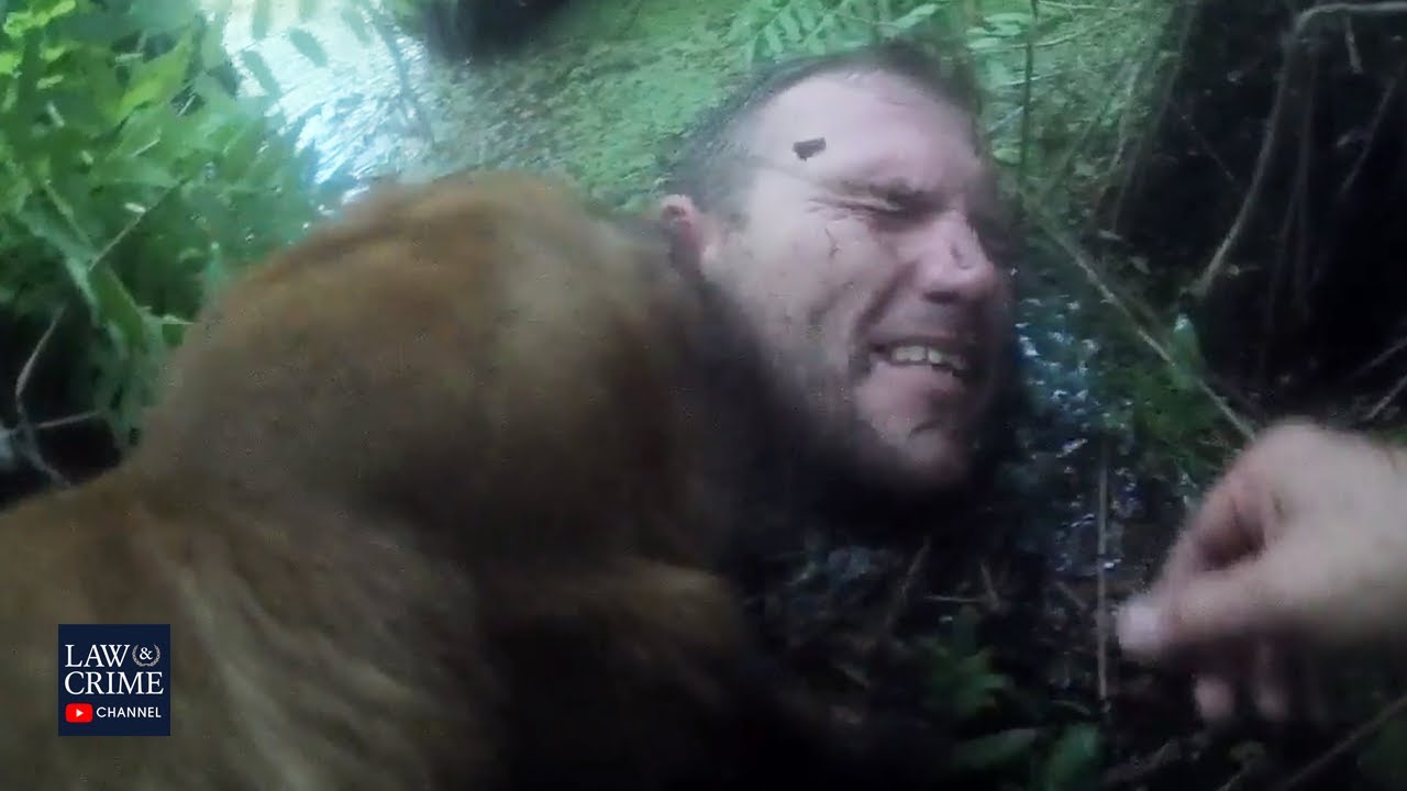 Police K-9 Dog Licks Suspect's Face After Locating Him in Florida Swamp ...