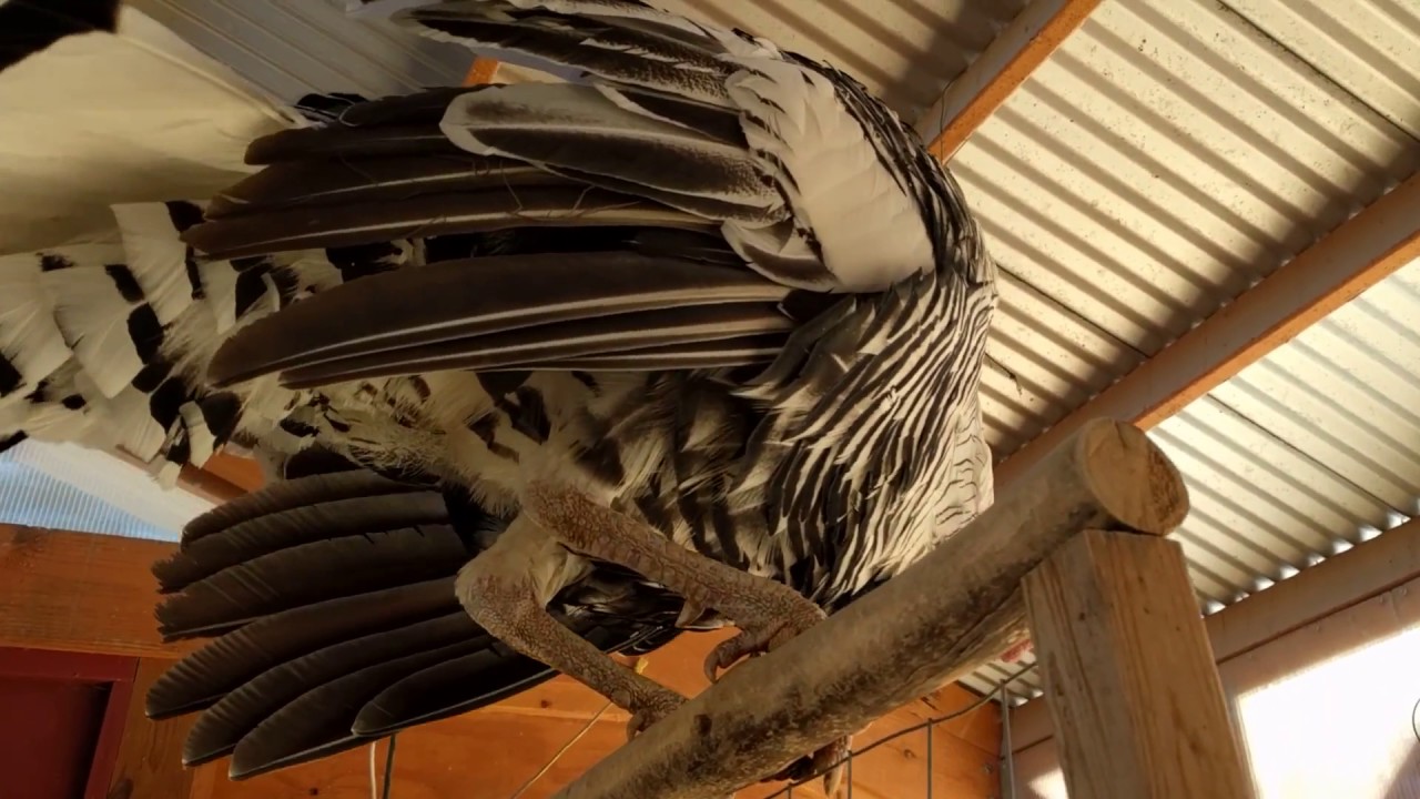 Perching turkey getting down - YouTube