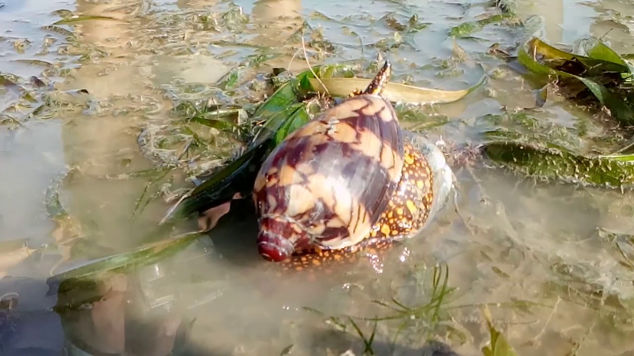 Clam death - by Volute - YouTube
