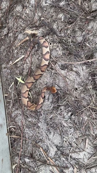 Fiesty Copperhead Snake Flip! - YouTube
