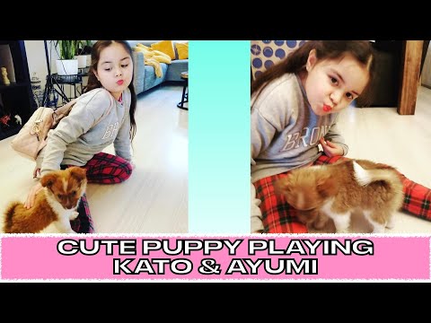 CUTE PUPPY KATO PLAYING WITH AYUMI COMPILATION 2021 II SO ADORABLE