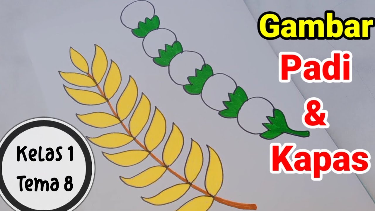Cara Menggambar Padi Dan Kapas || Sila Ke 5 || SBDP Kelas 1 Tema 8 ...
