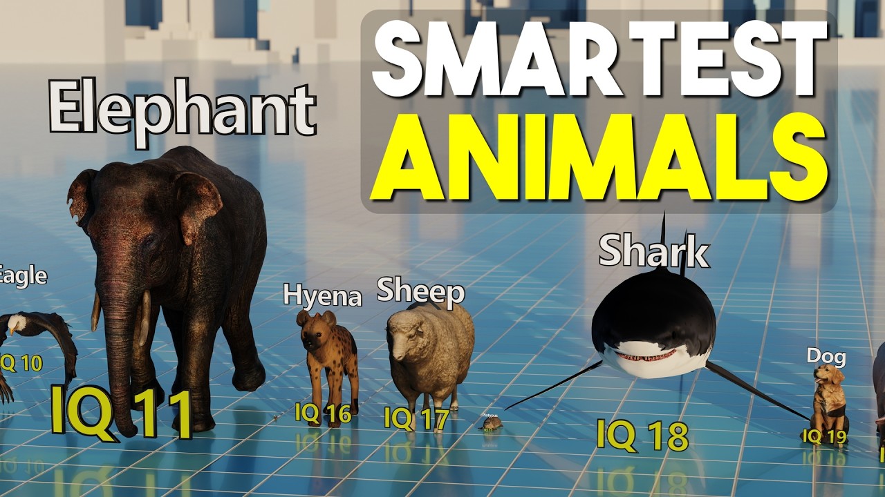 Animals IQ Comparison - Smartest Animals - YouTube