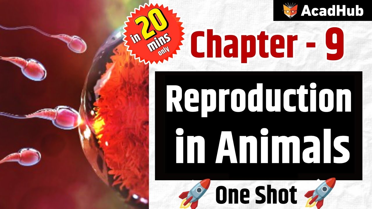 Reproduction in Animals Class 8 Science Chapter 9 One Shot Explanation ...