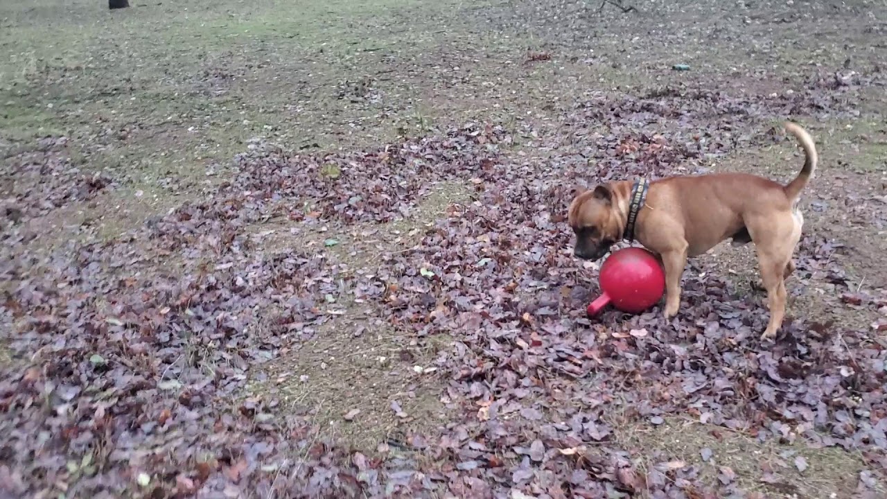 STAFFORDSHIRE BULL TERRIERS PLAYING - YouTube