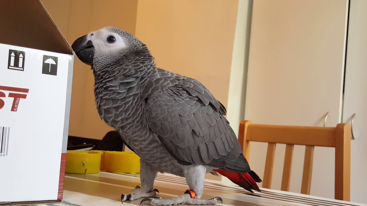 Žako afrički sivi papagaj - Odgajivačnica Švabić - YouTube