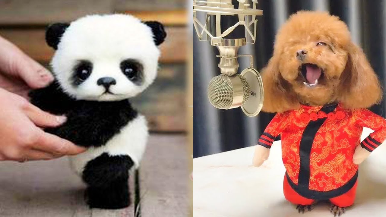 SO CUTE! Cutest baby animals Videos Compilation Cute moment of the ...