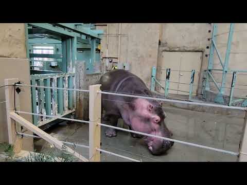 Hippo Poops Again!