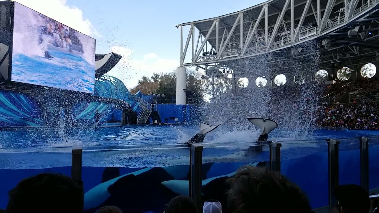 SeaWorld 2021 3 whale tails splash slow motion - YouTube