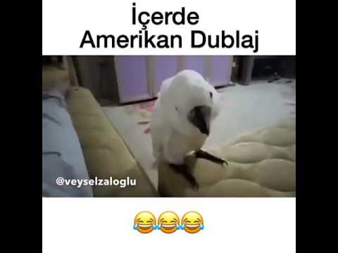İCERDE AMERIKAN DUBLAJ