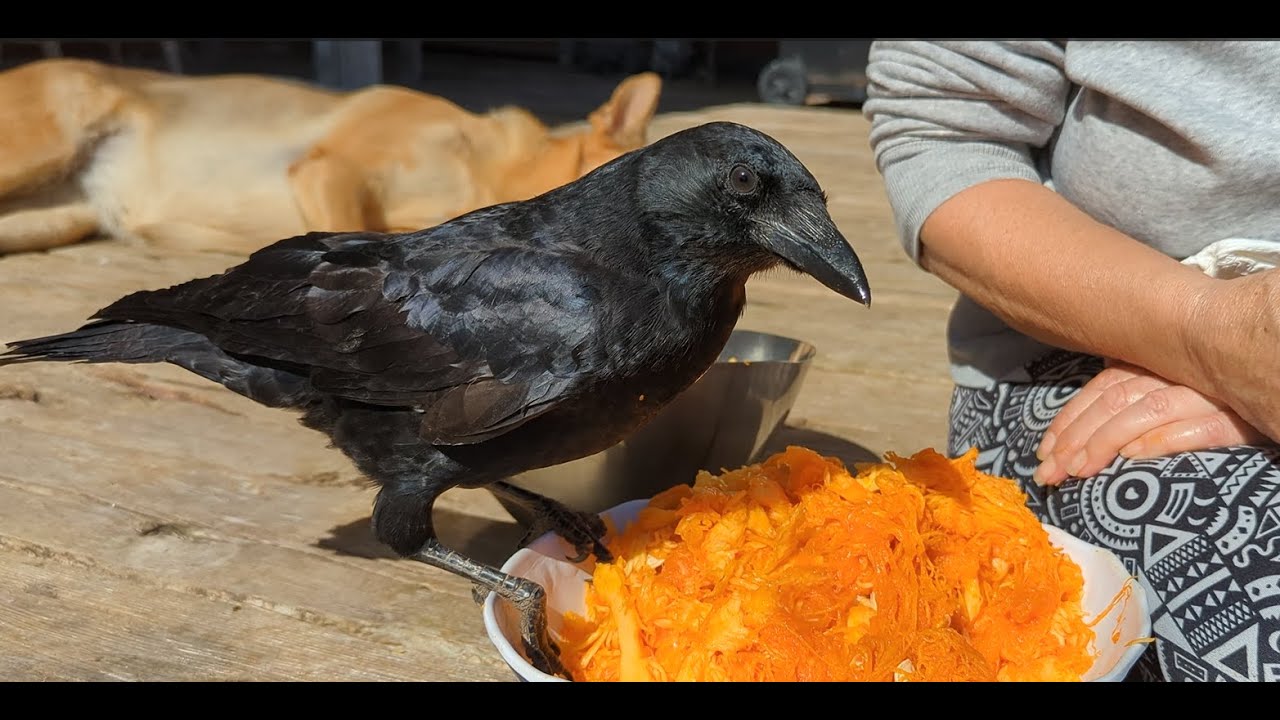 Baby Crow Shows Grandma How To Clean The Pumpkin - YouTube