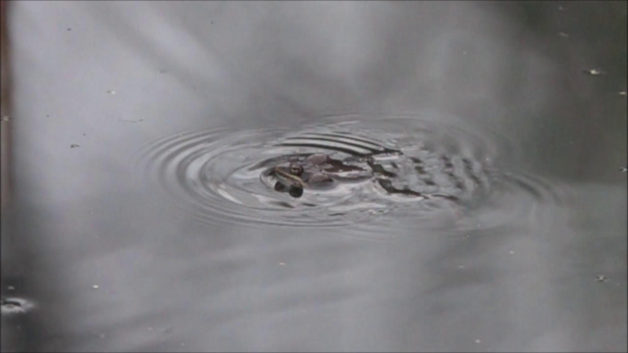 Quacker Frogs Slow Motion - YouTube