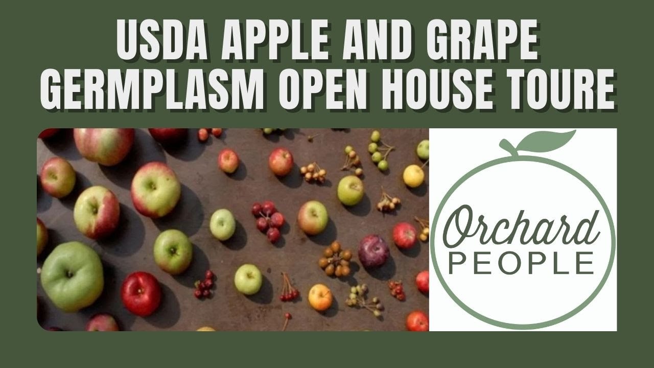 Exploring USDA Apple Germplasm: A Crucial Resource for Breeding Fruit ...