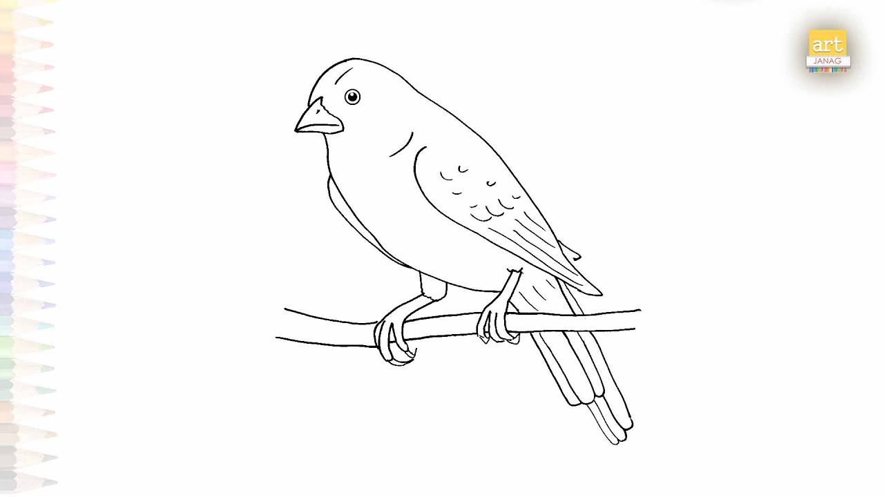 Red factor canary bird easy drawing | Art tutorial | How to draw Red ...