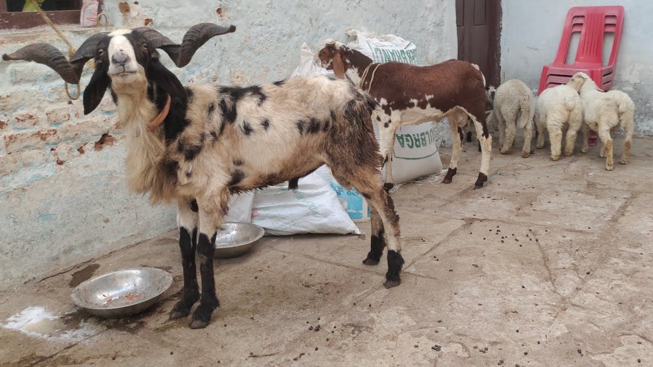 qurbani ke bade bakre at MH goat farm hyderabad | palai goat farm in ...