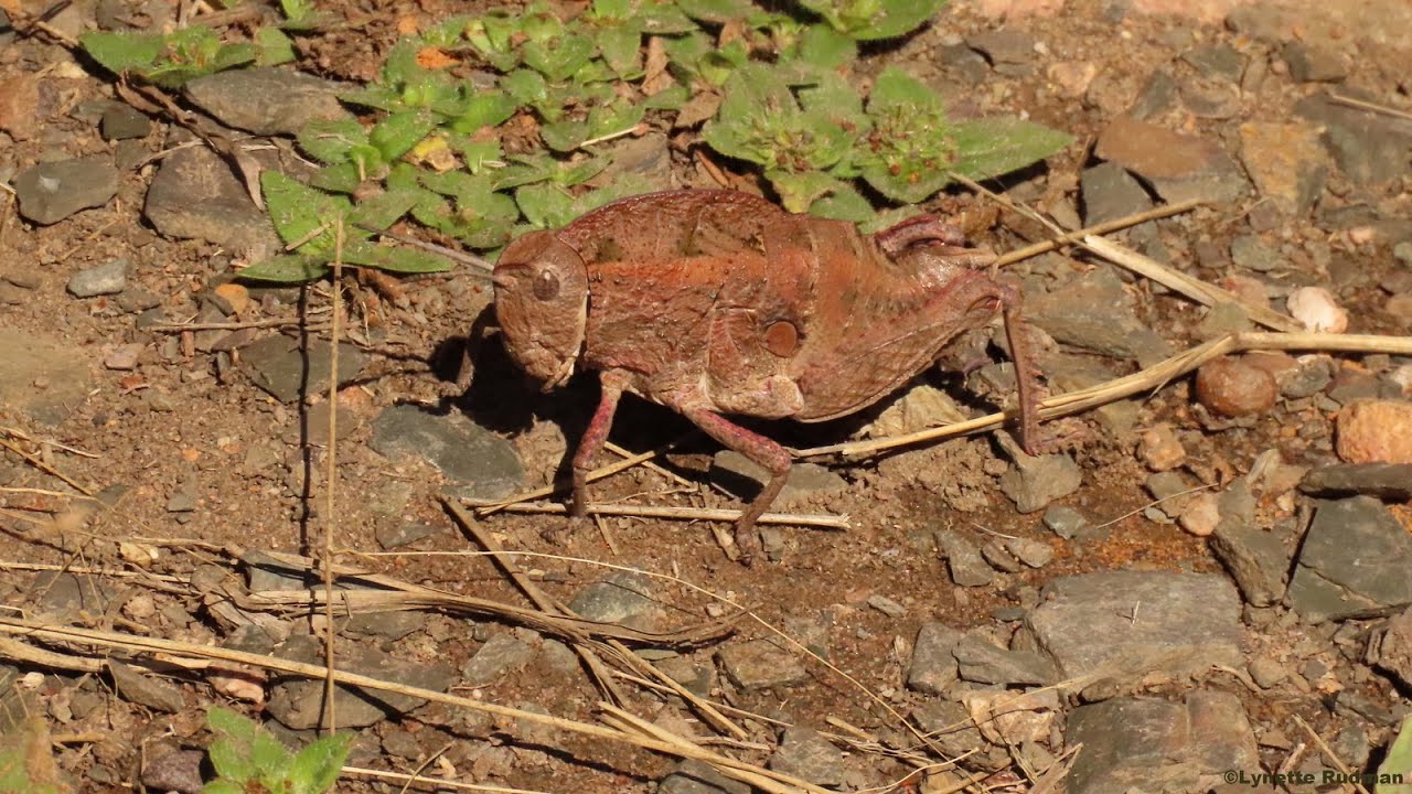 Toad grasshopper mimicking a brown leaf blowing in the breeze (Family ...