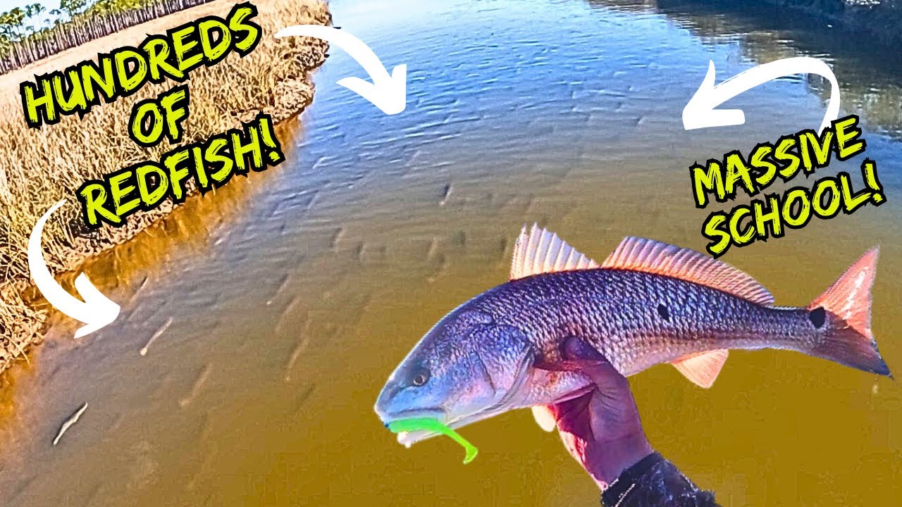 MASSIVE REDFISH School with HUNDREDS of FISH in this Tiny Creek! And a ...