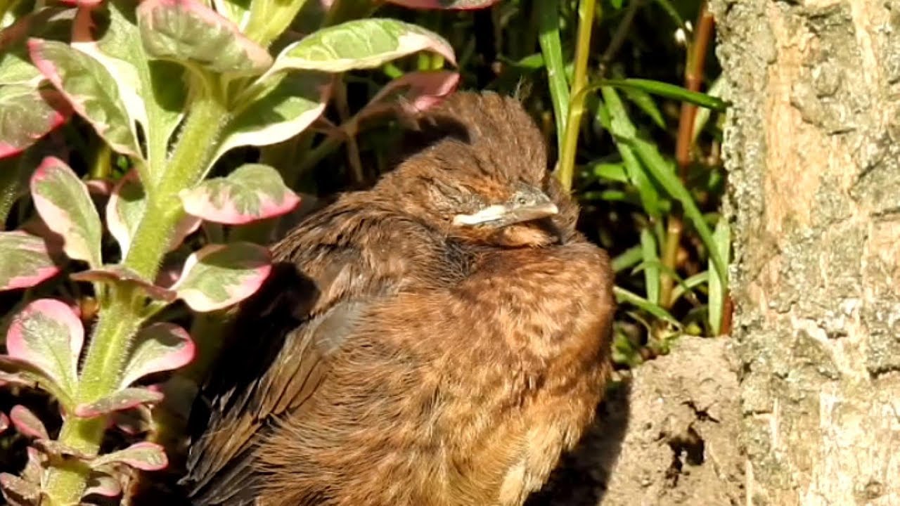 Early May Birds in the Garden - YouTube