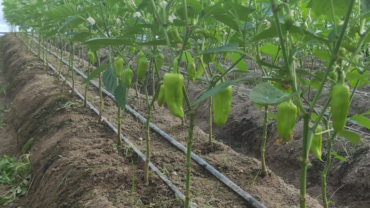 Bulg'or qalampiri qilinayotgan o'zgarishlar, va palak so'lishiga qarshi ...