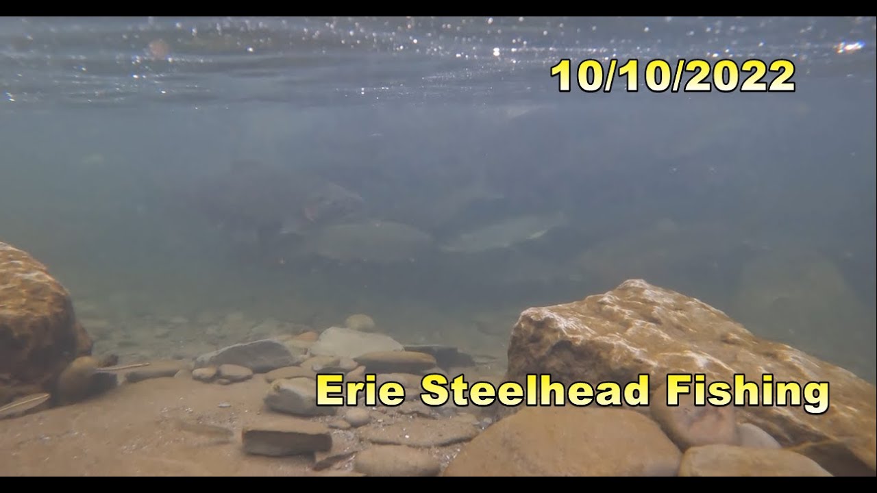 Erie Steelhead Fishing Oct 10th 2022 - Lake at Trout Run and Elk - YouTube