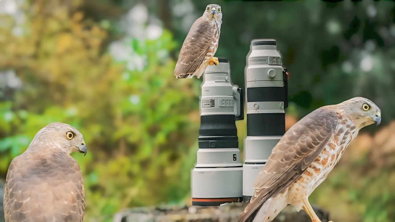 A Day With Landscapes videography and Wildlife Photographing the Beauty ...