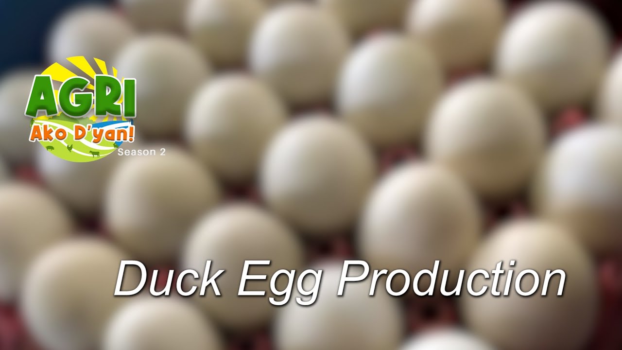 “DUCK EGG PRODUCTION” Ep.42 AGRI Ako D’yan - YouTube