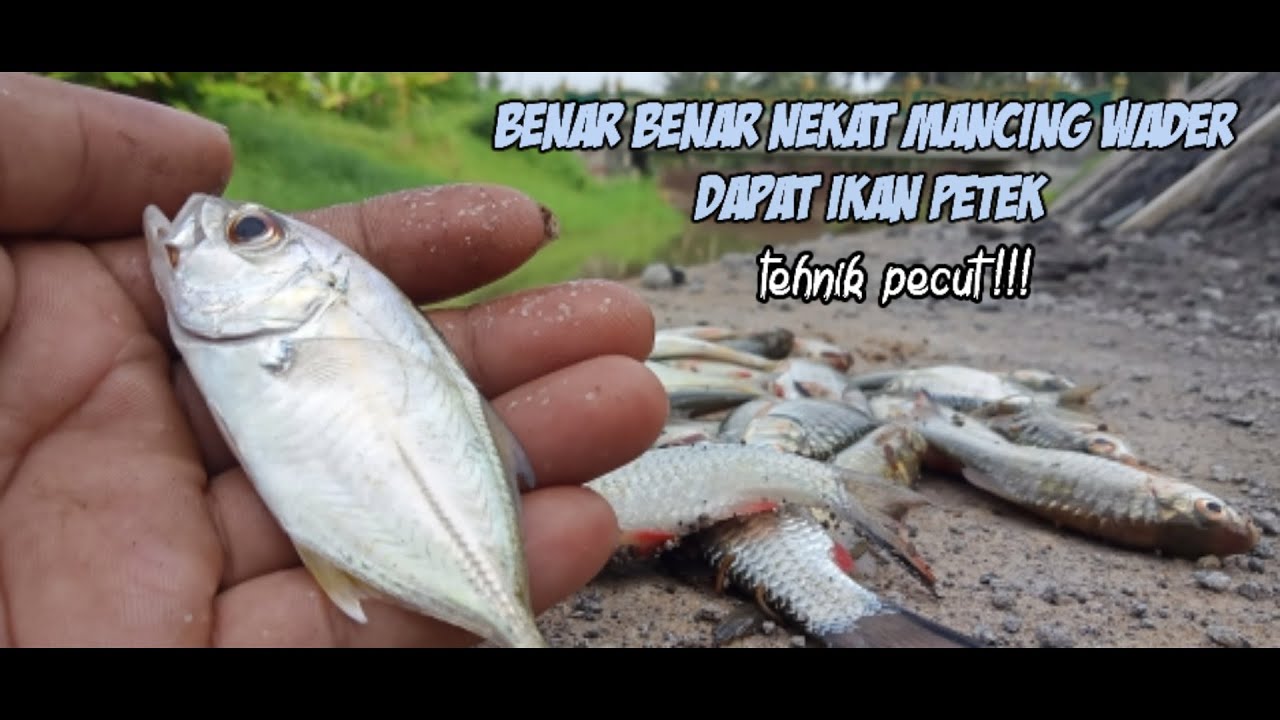 MANCING DERBANG BONUS IKAN PETEK‼️tehnik pecut bosku jangan sia siakan ...