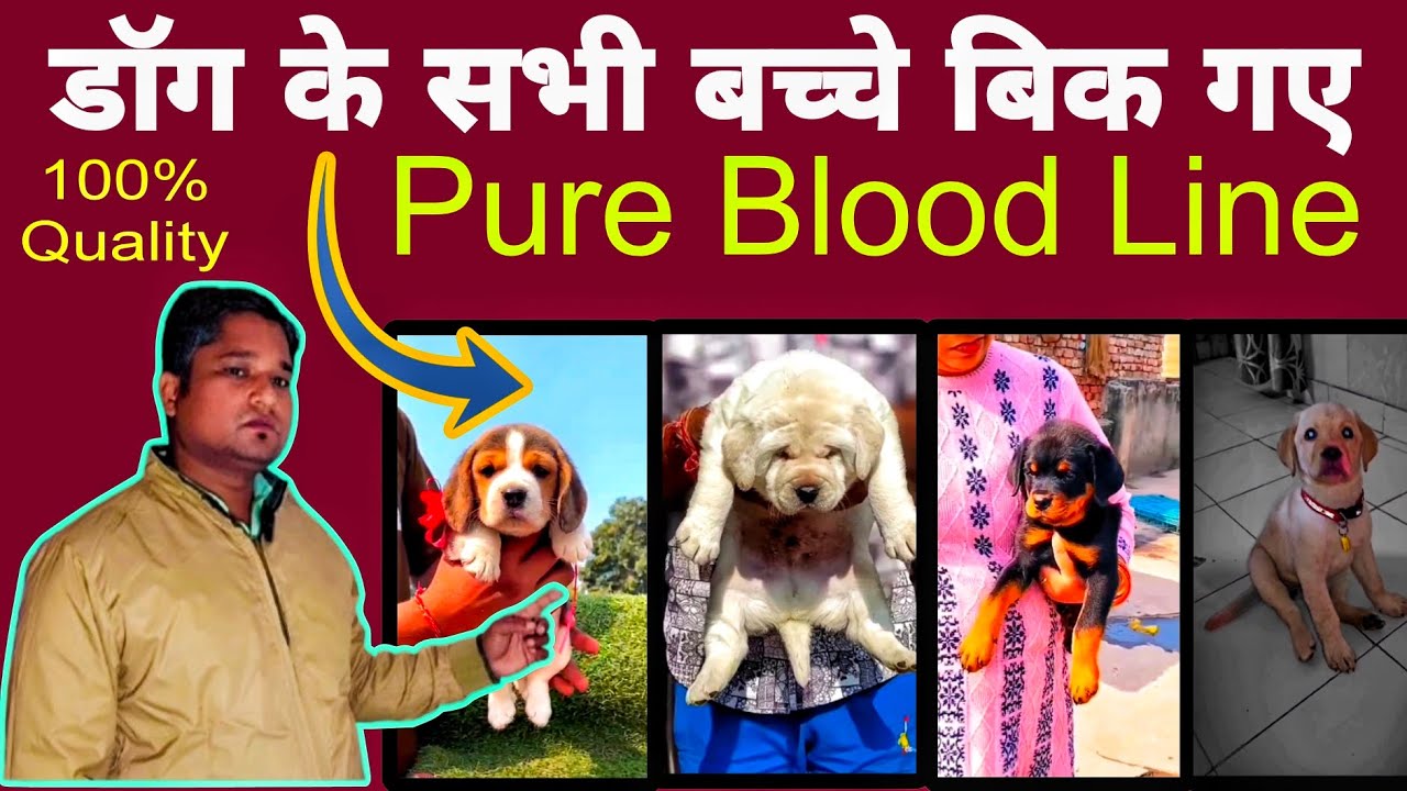 All dog puppies sold out 👉 Pure Blood Line puppy 100% क्वॉलिटी #pets ...