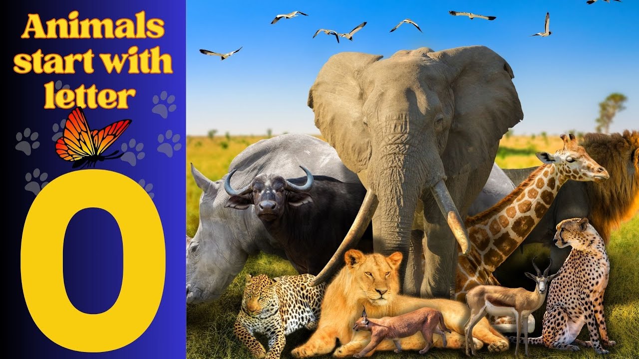 Animals Starting With O| Learn Animal Words That Start With Letters O # ...