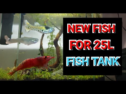Adding New Fish to the 25l Fish Tank - YouTube