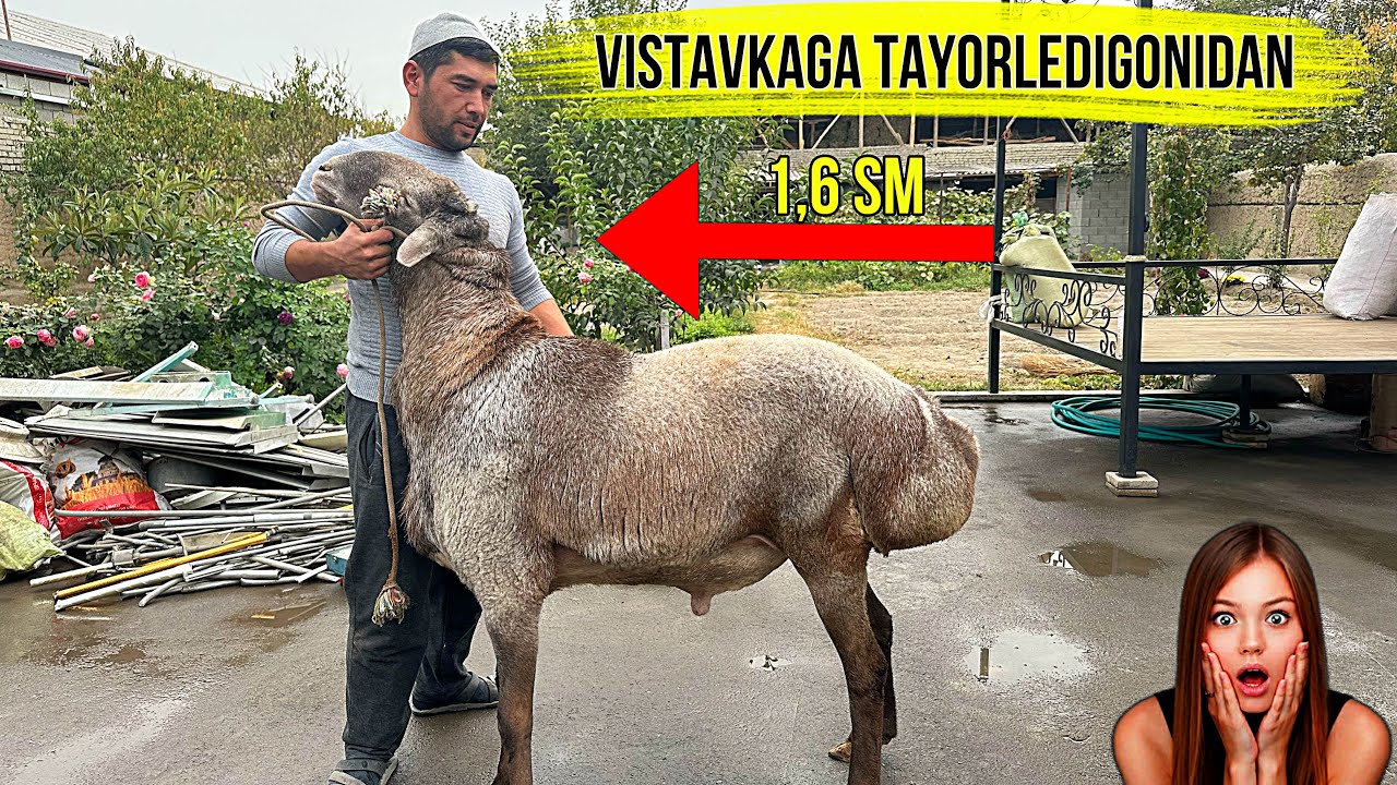 TOZA QONLI GIGANT QO'CHQORLAR - YouTube