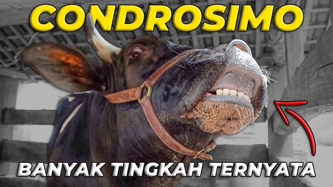 AKHIRNYA ZENY TAU KEBIASAAN CONDROSIMO YANG UNIK INI..! - YouTube