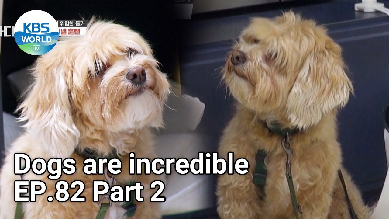 Dogs are incredible EP.82 Part 2 | KBS WORLD TV 210630 - YouTube