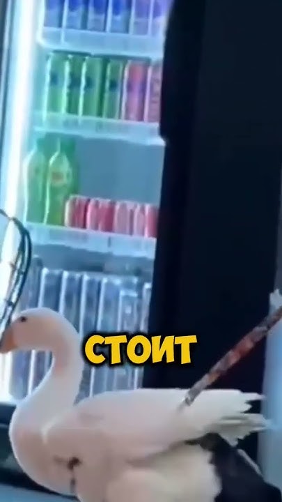 В Москве засняли как мужчина выгуливает гуся на поводке - YouTube